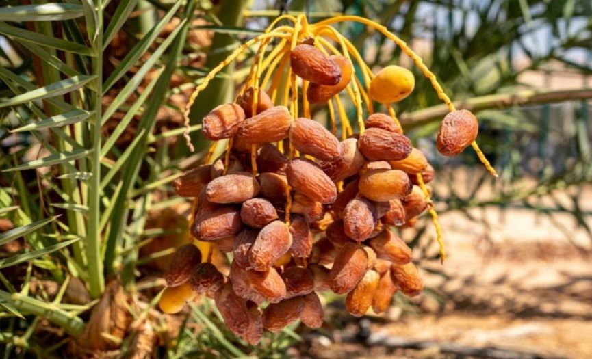 Antik tohumdan taze hurma | Şalom Gazetesi