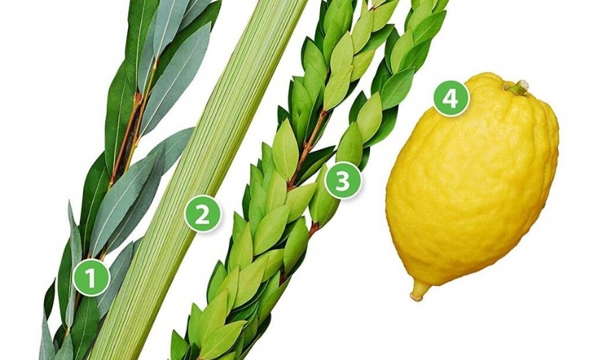 La Unyon de los Trivos de Israel | Şalom Gazetesi