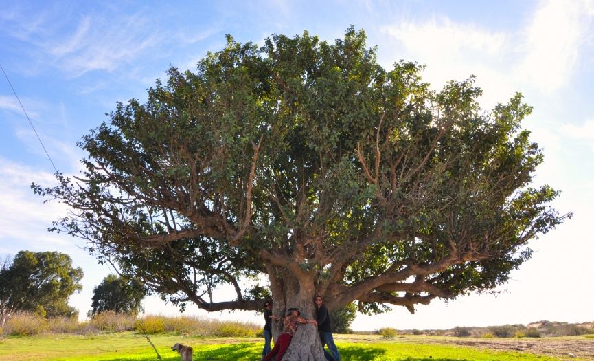 KUALO MOS AMBEZA LA FIESTA de TU BISHVAT | Şalom Gazetesi